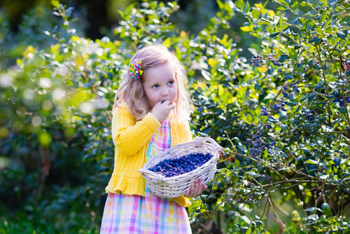 Berry Picking in Alaska: The Perfect Summer Fun
